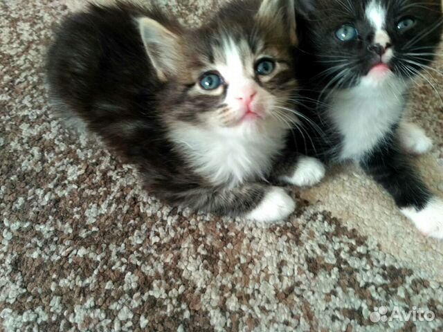 Отдам шикарную сибирскую кошечку в хорошие руки