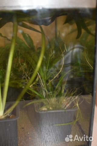 Аквариумные растения