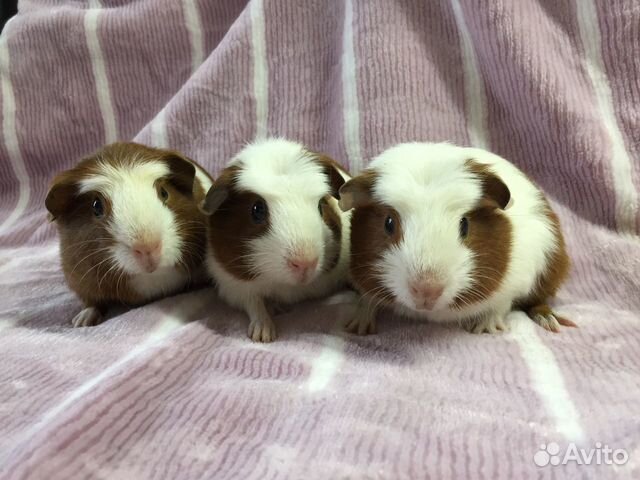 Морские свинки цветной крестед малыши