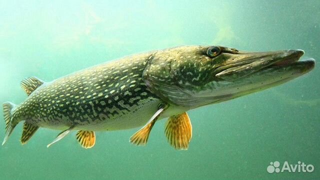 Щука для зарыбления