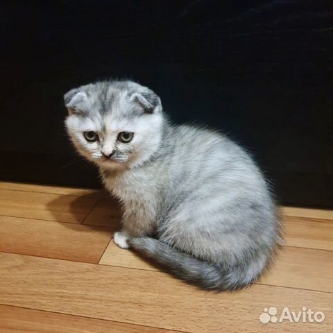 Шотландский котёнок (девочка)