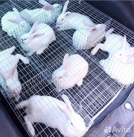 Кролики хиколь