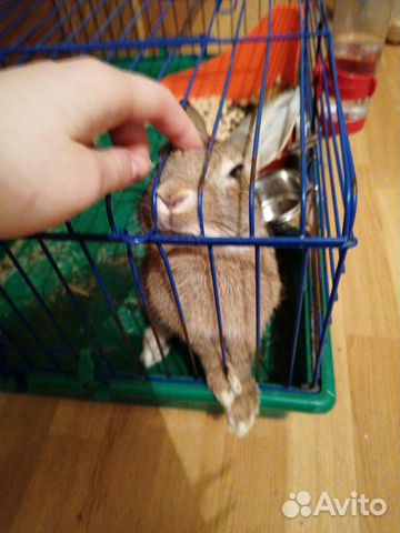 Продам кролика