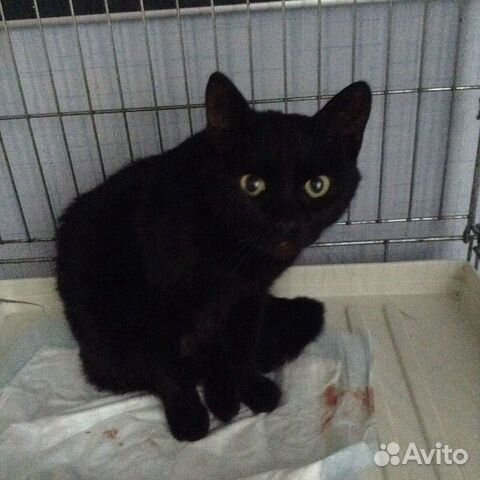 Кошка Чернышка