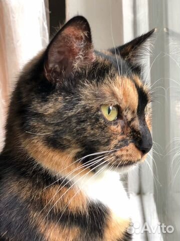 Очень ласковая трехцветка Поночка 1,5 года ищет до