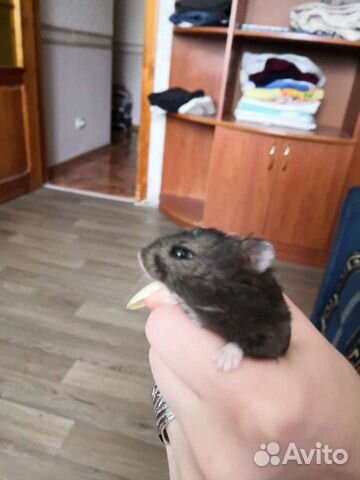 Хомяк Джунгарский (ручной)