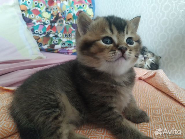 Котята шотландские тикированные черные и серебро