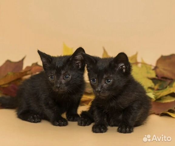 Очаровательные котята черныши 2 месяца в добрые ру