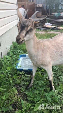 Козлята, козы