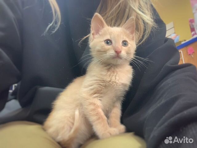 Ищет дом рыжулька Патти, 2 мес