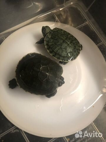 Черепахи маленькие 2 шт