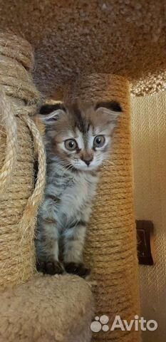 Котенок вислоухая шотланка 2мес Ника девочка