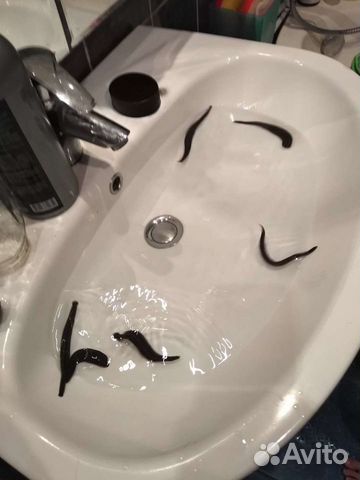 Пиявки Медицинские