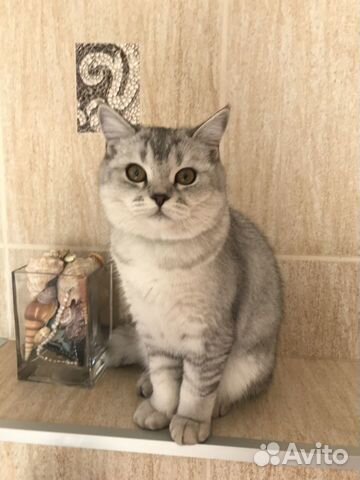 Шотландская. Серебристая шиншилка