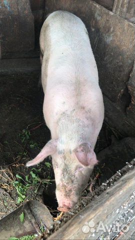 Свиньи живым весом