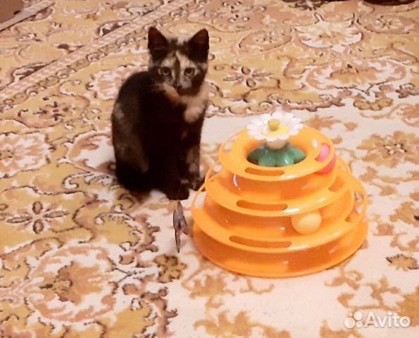 Отдам в добрые руки