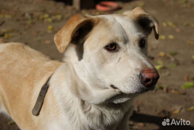 Собака в добрые руки