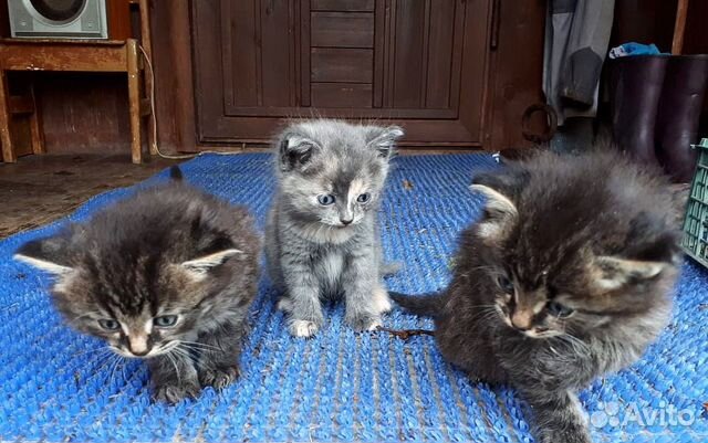 Чудесные котята 1месяц