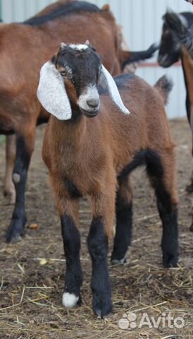 Козлята нубийские