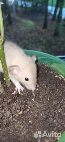 Крысы. Крысята дамбо