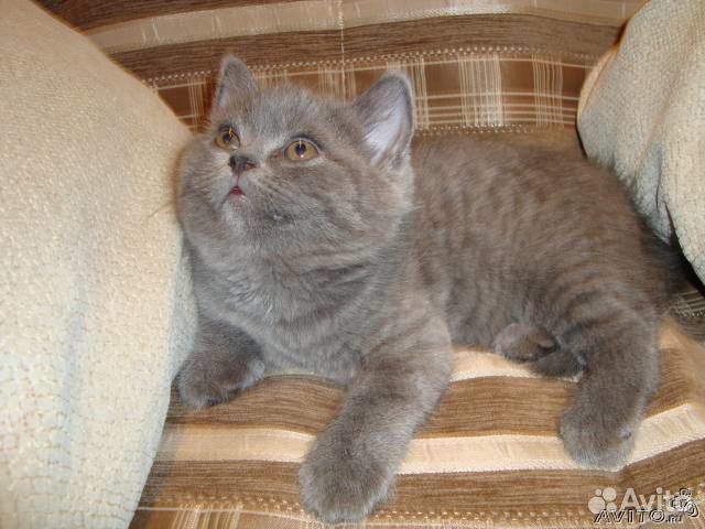 Малыши-крепыши)