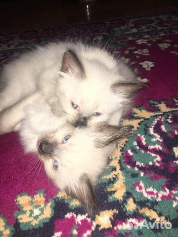 Сиамские котята