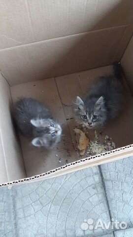 Котята. Подкинули котят