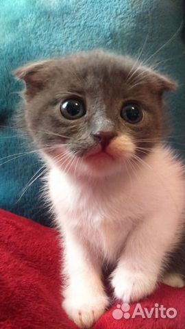 Продам шотландского вислоухого (скоттиш-фолд) коте