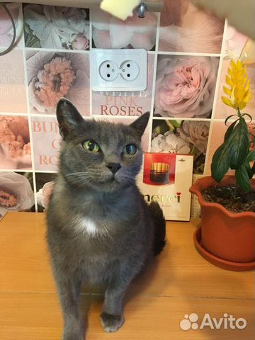 Дымчатая кошка