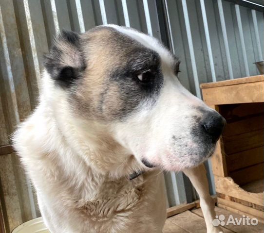 Батыр в ответственные руки