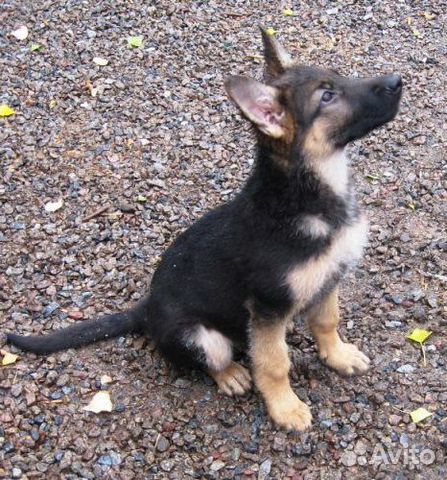 Щенок в дар