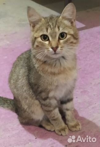 Тигровый малыш