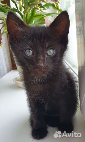 Котенок