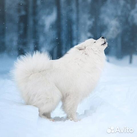 Самоедская собака