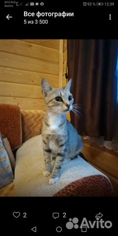 Кошка