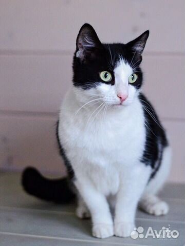 Кот Юлий ищет хозяина. Отдадим в хорошие руки