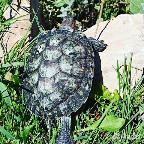 Черепаха с аквариумом