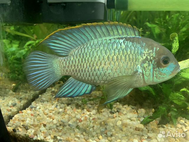 Нанакара - красивая и умная рыба