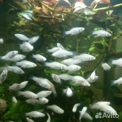 Продам моллинезий "снежинок"