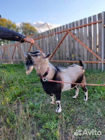 Камерунский козлик. Вязка