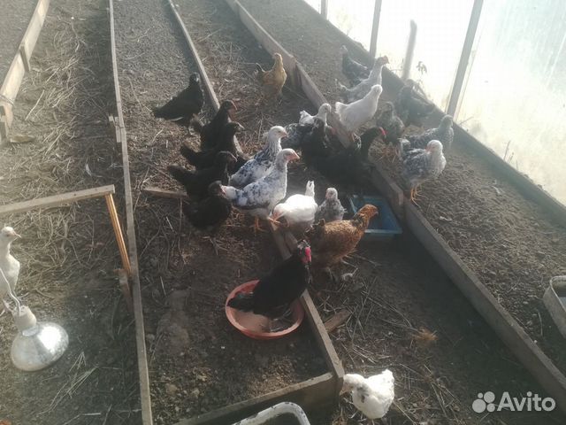 Птенцы подрошенные кур породистые