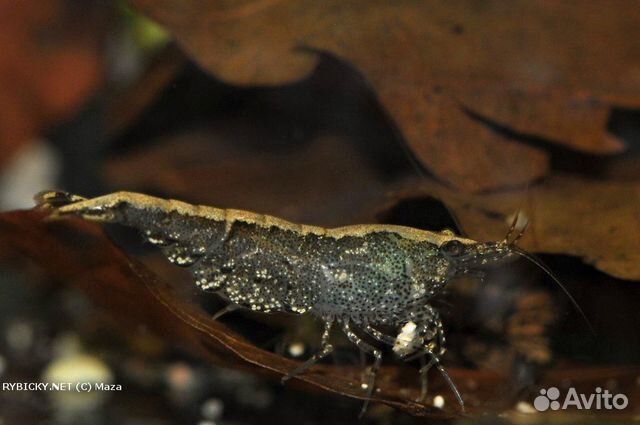 Креветка аквариумная Neocaridina palmata