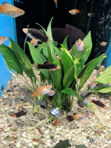Растения для аквариума. Анубиасы