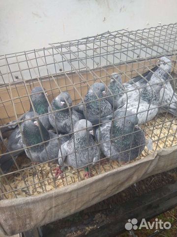 Свердловские высоколетные
