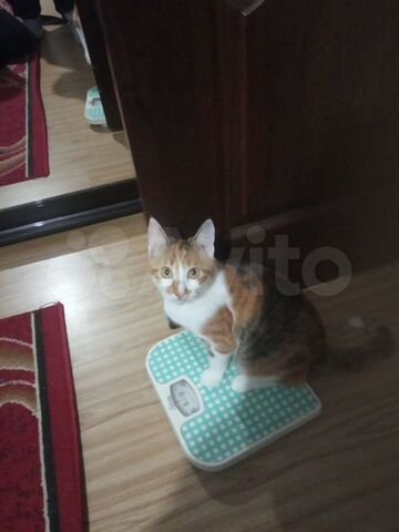 Очень нужен дом кошке Алисе