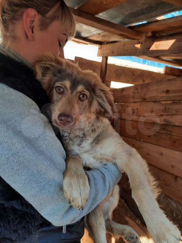 Собаки бесплатно в добрые руки щенки
