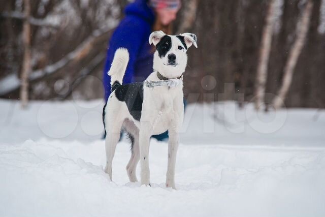 Марго небольшая собака в квартиру