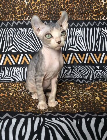 Канадский сфинкс-эльф