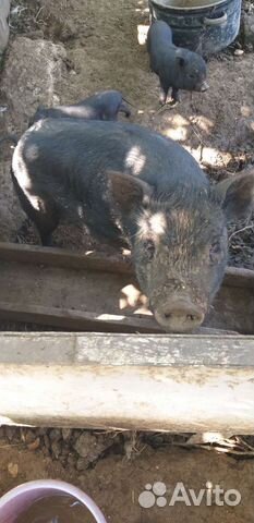 Вьетнамская вислобрюхая свинья(свиноматка)