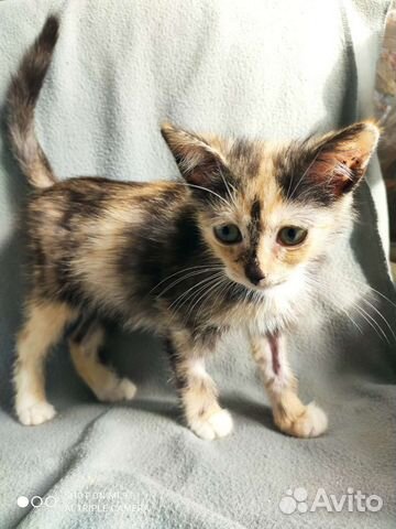 Кошка в дар бесплатно